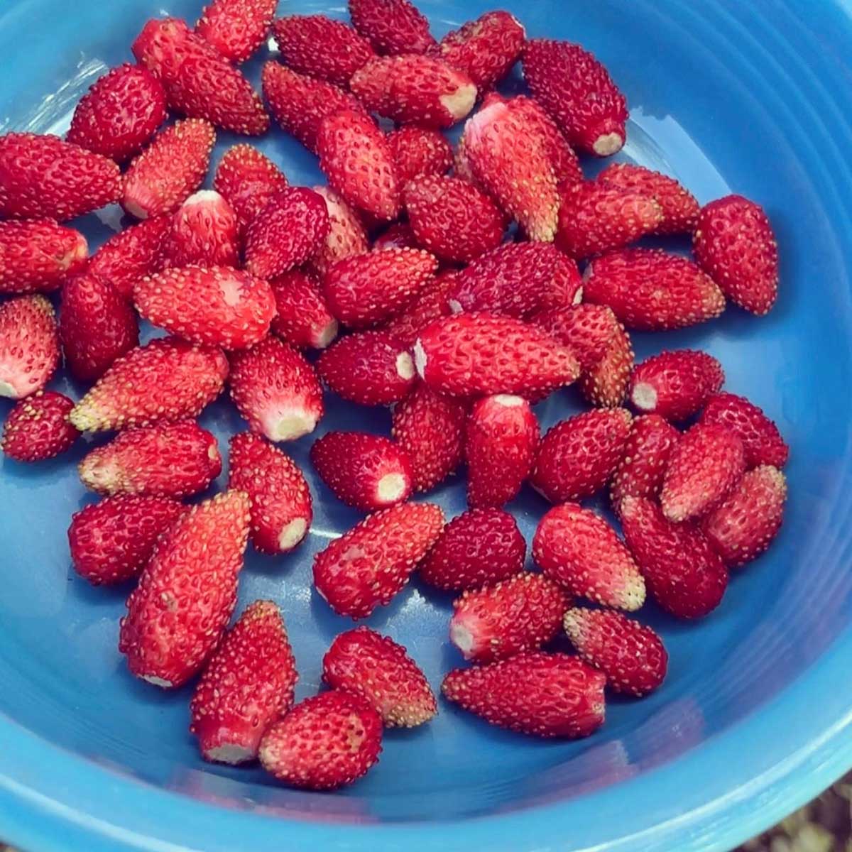 All About Growing Alpine Strawberries