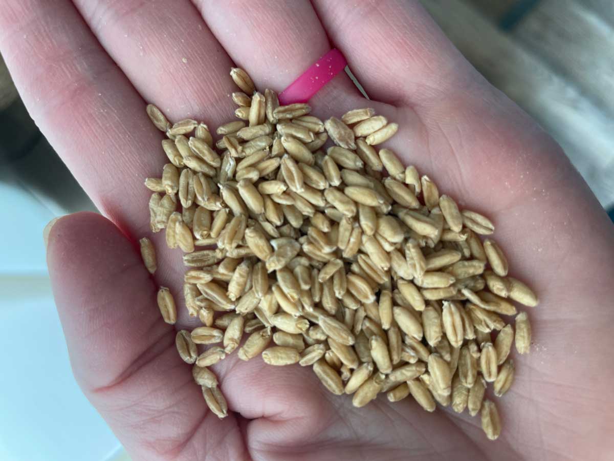Why Are Sprouted Grains Healthier & How to Sprout Grains