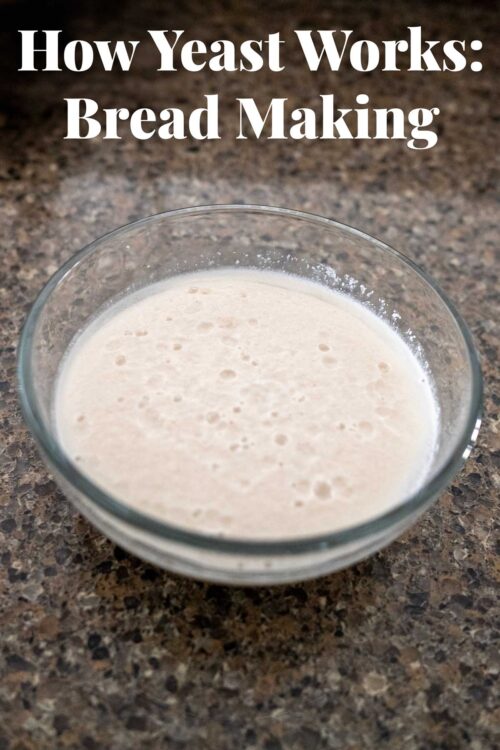 How Yeast Works in Bread Baking: The Magic Behind the Rise