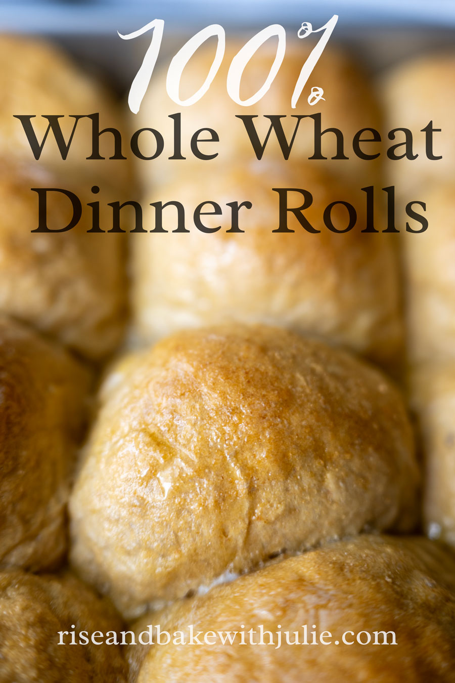 Soft & Wholesome 100% Whole Wheat Dinner Rolls