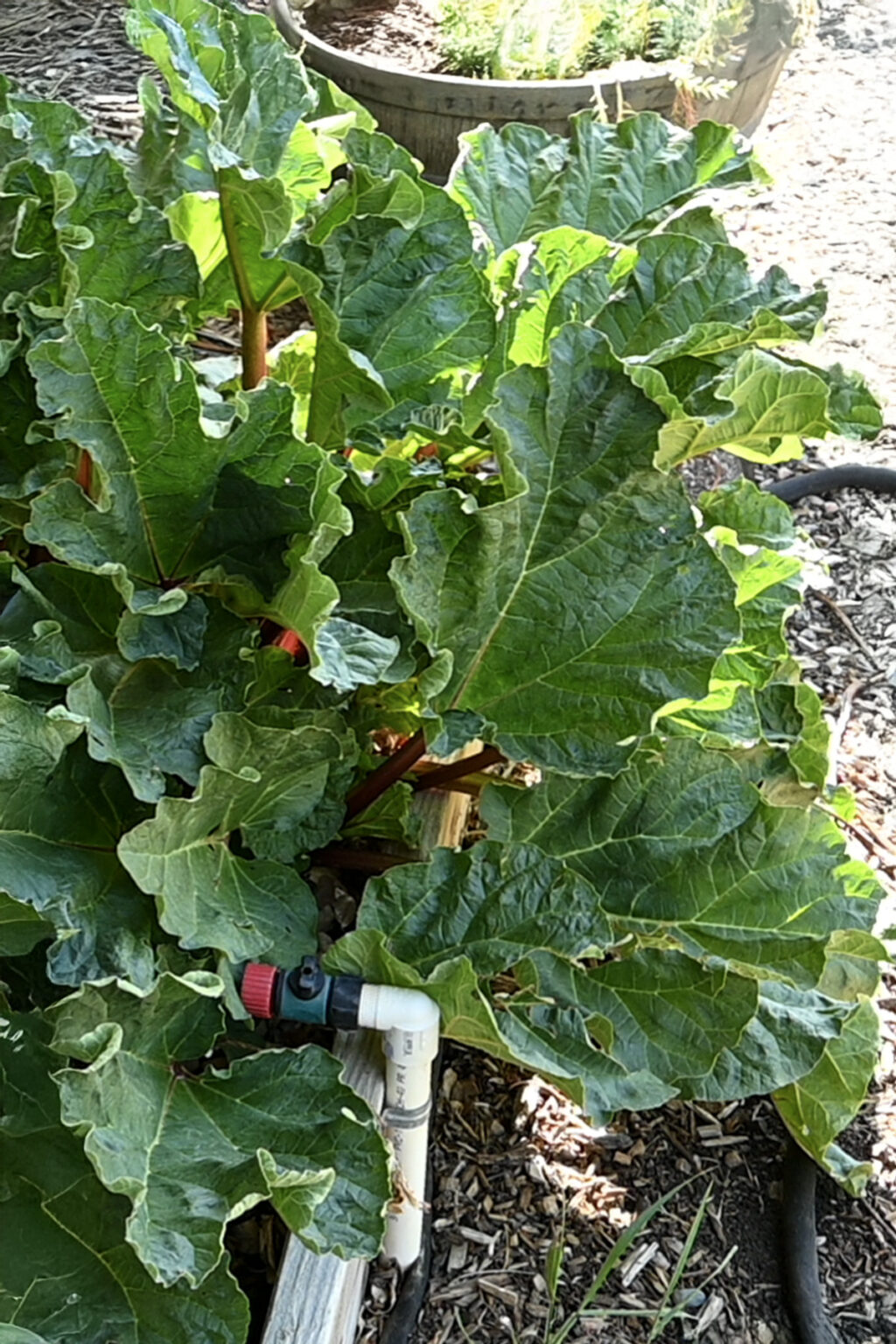 Classic Rhubarb Custard Pie Recipe